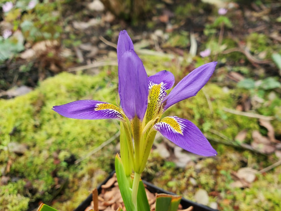 Iris lazica cw Turkey – Far Reaches Farm