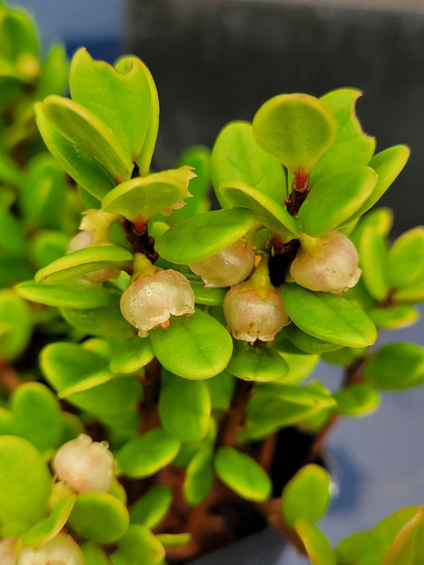 Vaccinium sp. YuGu 371 – Far Reaches Farm