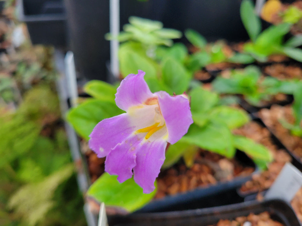 Primulina 'Blue Moon' – Far Reaches Farm