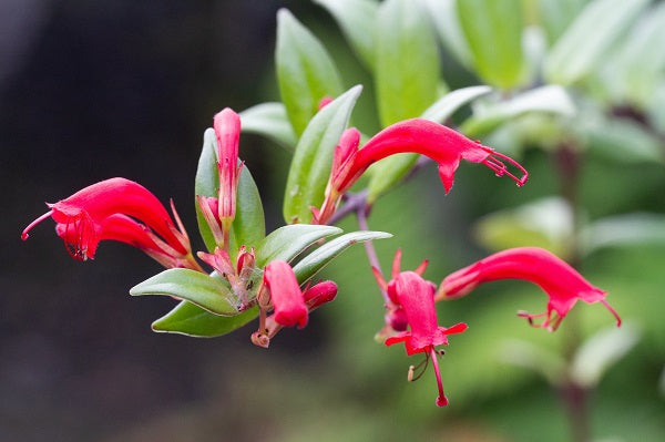 Aeschynanthus sp. MD 17-89 – Far Reaches Farm