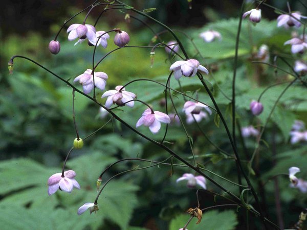 Anemonopsis macrophylla – Far Reaches Farm