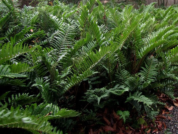 Parablechnum cordatum (syn. Blechnum chilense) – Far Reaches Farm