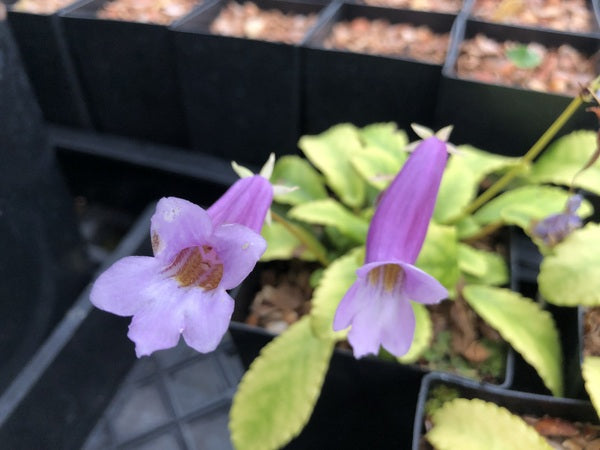 Glabrella longipes (syn. Briggsia longipes) – Far Reaches Farm