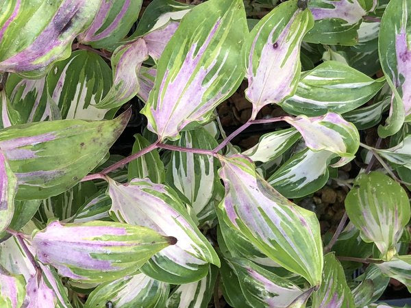 Disporum longistylum 'Moonlight' – Far Reaches Farm