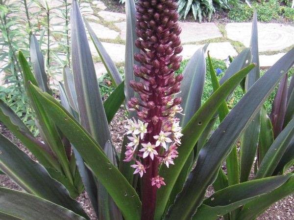Eucomis 'Rhode Island Red' – Far Reaches Farm