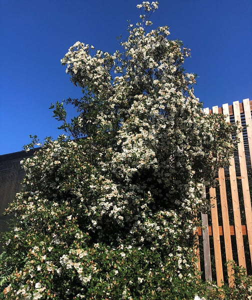 Eucryphia x intermedia 'Rostrevor' – Far Reaches Farm