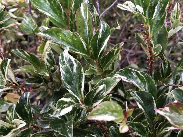 Eurya japonica 'Sea Brocade' – Far Reaches Farm