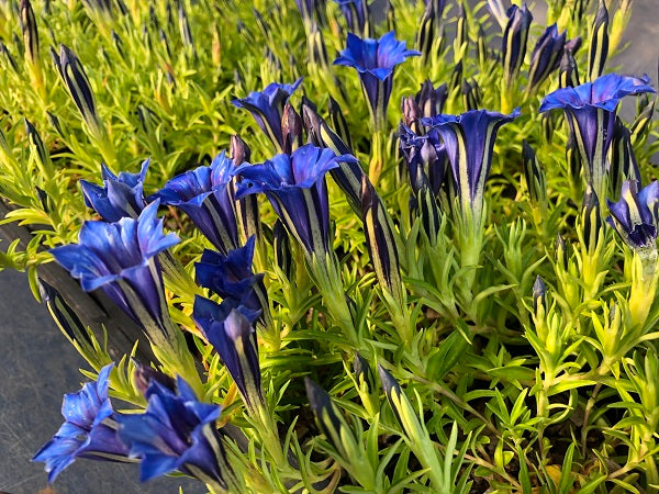 Gentiana 'Barbara Lyle' – Far Reaches Farm