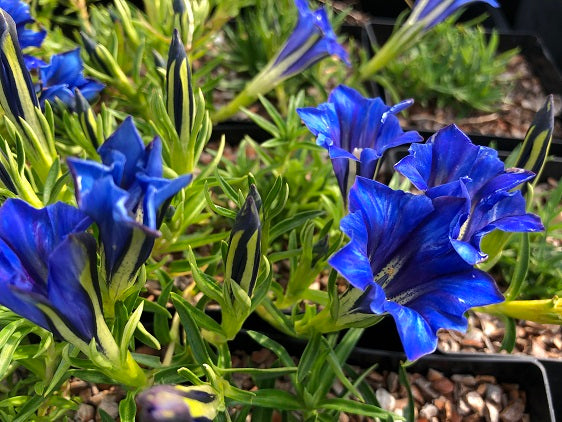 Gentiana 'Barbara Lyle' – Far Reaches Farm