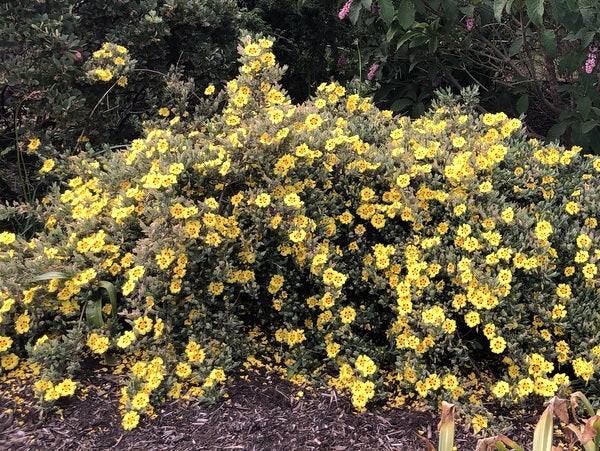 Halimium lasianthum 'Sandling' – Far Reaches Farm