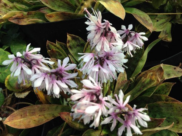 Heloniopsis orientalis var. breviscapa A-So BSWJ 5850 – Far Reaches Farm