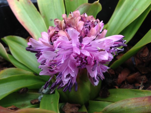 Heloniopsis orientalis - Dark Double – Far Reaches Farm