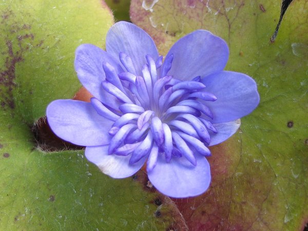 Hepatica transsilvanica 'Elison Spence' – Far Reaches Farm