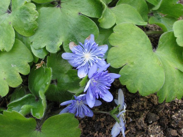 Hepatica transsilvanica 'Elison Spence' – Far Reaches Farm