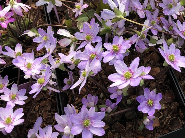 Hepatica nobilis - lavender – Far Reaches Farm