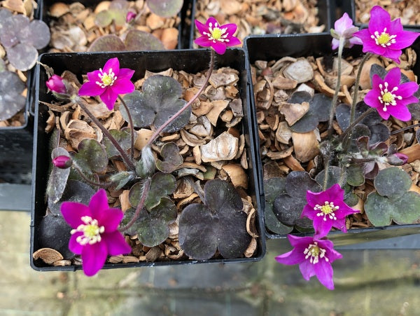 Hepatica nobilis ex 'Bibo' (red) – Far Reaches Farm