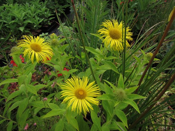 Inula hookeri – Far Reaches Farm