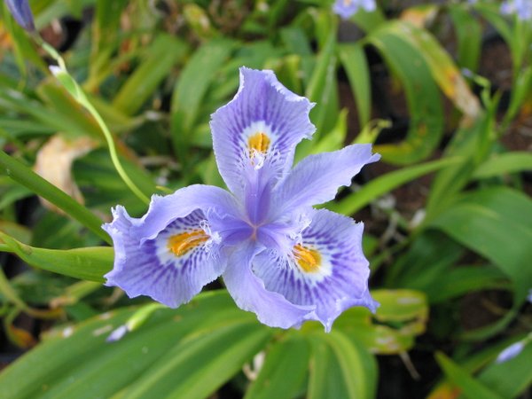Iris confusa 'Martyn Rix' – Far Reaches Farm