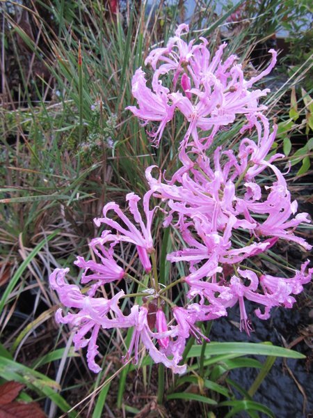 Nerine 'Pink Triumph' - Dutch Form – Far Reaches Farm