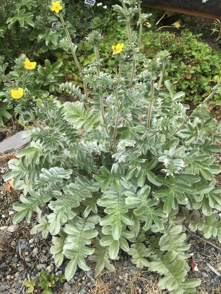 Argentina lineata (syn. Potentilla) – Far Reaches Farm