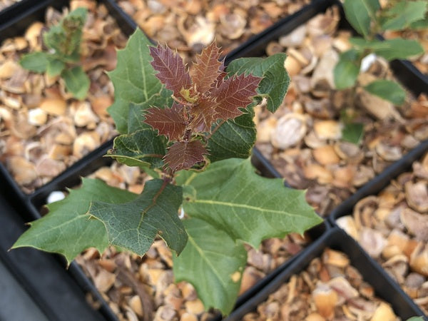 Quercus Wislizeni Ib 1298 Far Reaches Farm