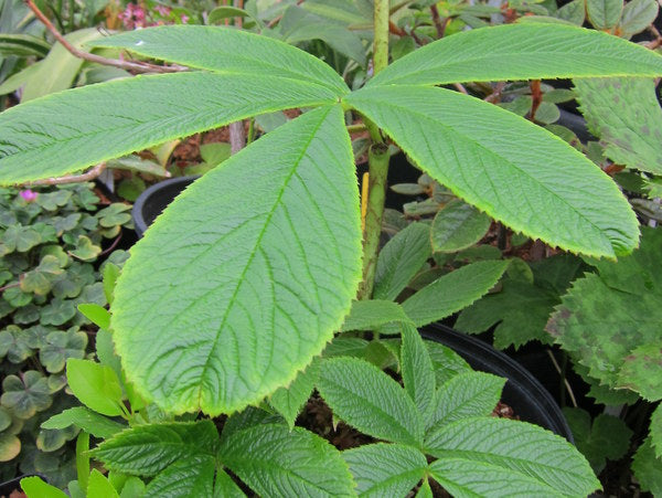 Rodgersia nepalensis HWJK 2140 ex Nepal – Far Reaches Farm