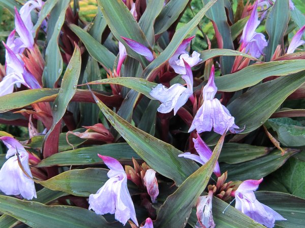 Roscoea purpurea 'Brown Peacock' – Far Reaches Farm