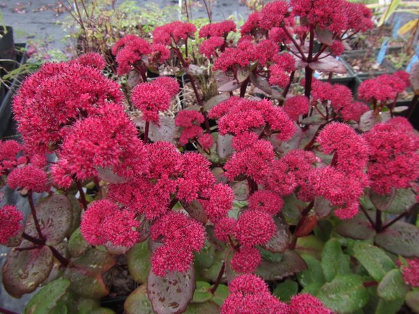 Sedum spectabile 'Marchant's Best Red' – Far Reaches Farm