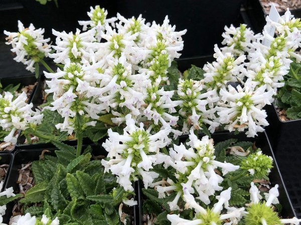 Stachys officinalis 'Dwarf White' – Far Reaches Farm