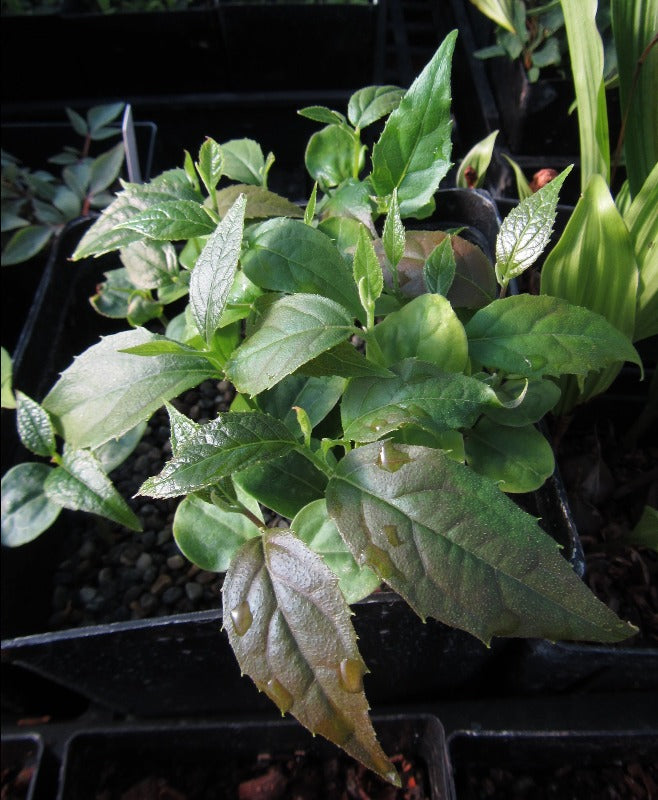 Styrax odoratissimus CDHM 14689 – Far Reaches Farm