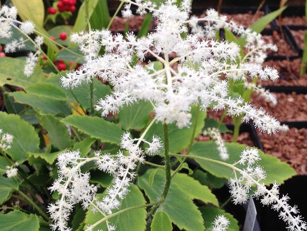 Tanakaea radicans – Far Reaches Farm