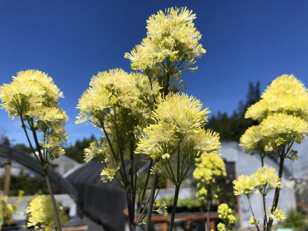 Thalictrum - Yellow Hybrids – Far Reaches Farm