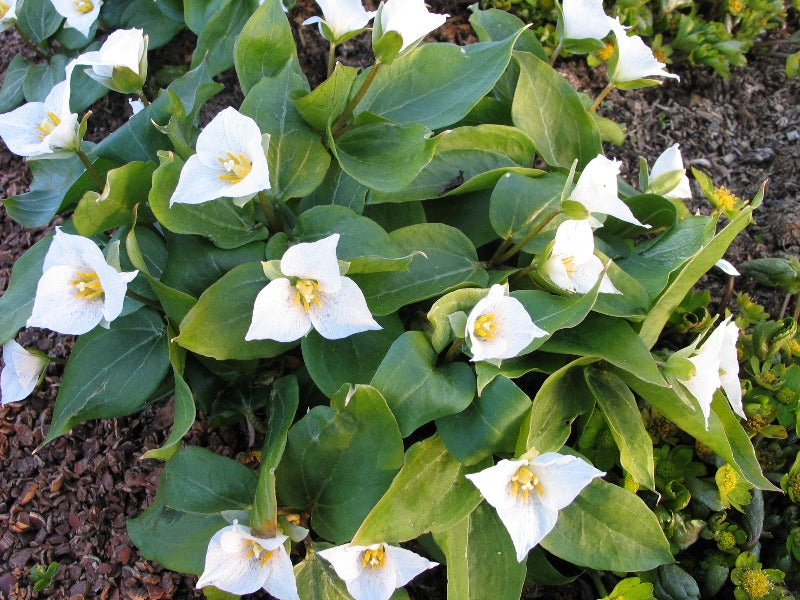 Pseudotrillium rivale syn. Trillium rivale – Far Reaches Farm