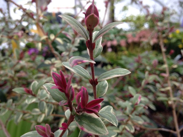 Ugni molinae 'Flambeau' – Far Reaches Farm