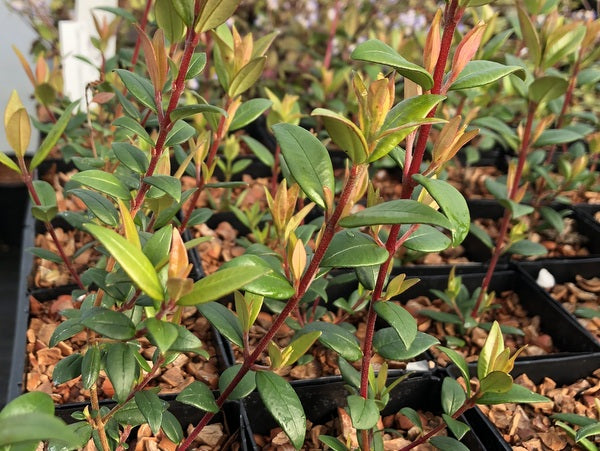 Ugni molinae 'Villarica Strawberry' – Far Reaches Farm