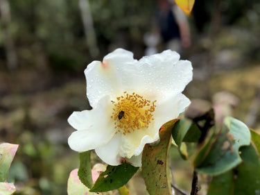 Polyspora longicarpa NV 037 – Far Reaches Farm