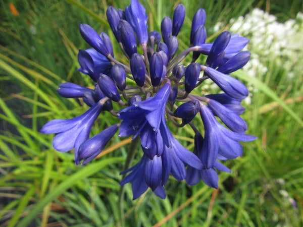 Agapanthus 'Bressingham Blue' – Far Reaches Farm