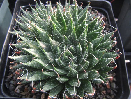 Aloe aristata – Far Reaches Farm