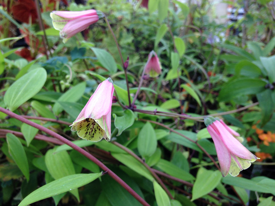 Bomarea edulis JSM – Far Reaches Farm