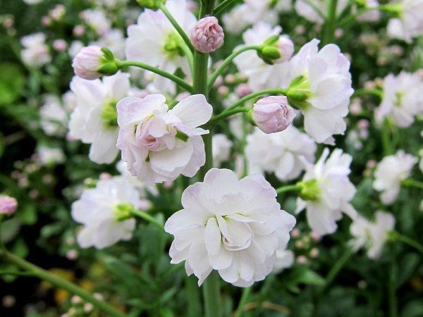 Cardamine pratensis 'Salzach' – Far Reaches Farm