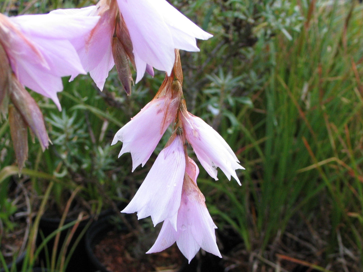 Dierama robustum – Far Reaches Farm