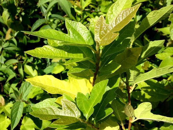 Ficus 'Ruth Bancroft' – Far Reaches Farm