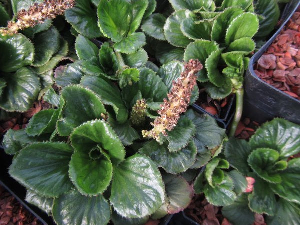 Gunnera hamiltonii – Far Reaches Farm