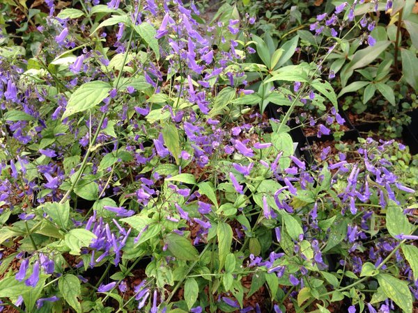 Isodon longitubus (syn. Rabdosia, Plectranthus) – Far Reaches Farm