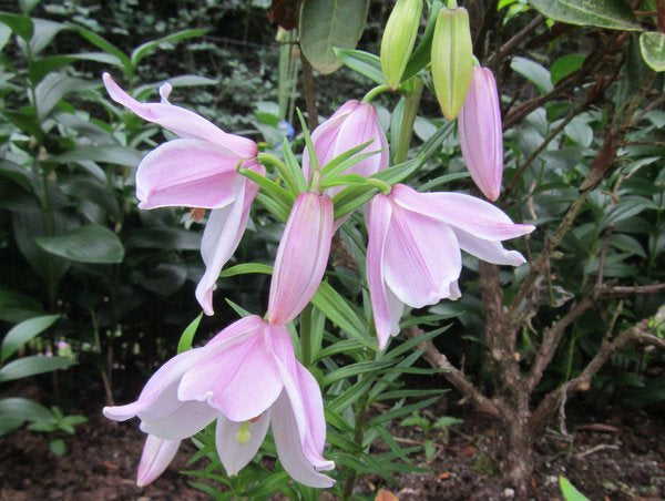 Lilium mackliniae - pink form – Far Reaches Farm