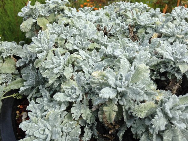 Tanacetum densum ssp. amani – Far Reaches Farm
